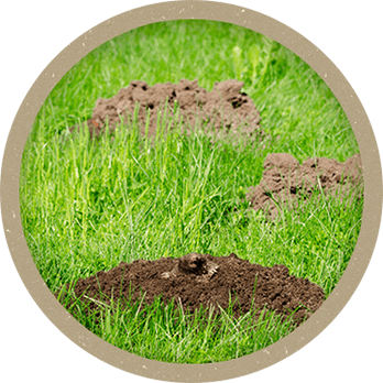 Home | Countryside Pest Control